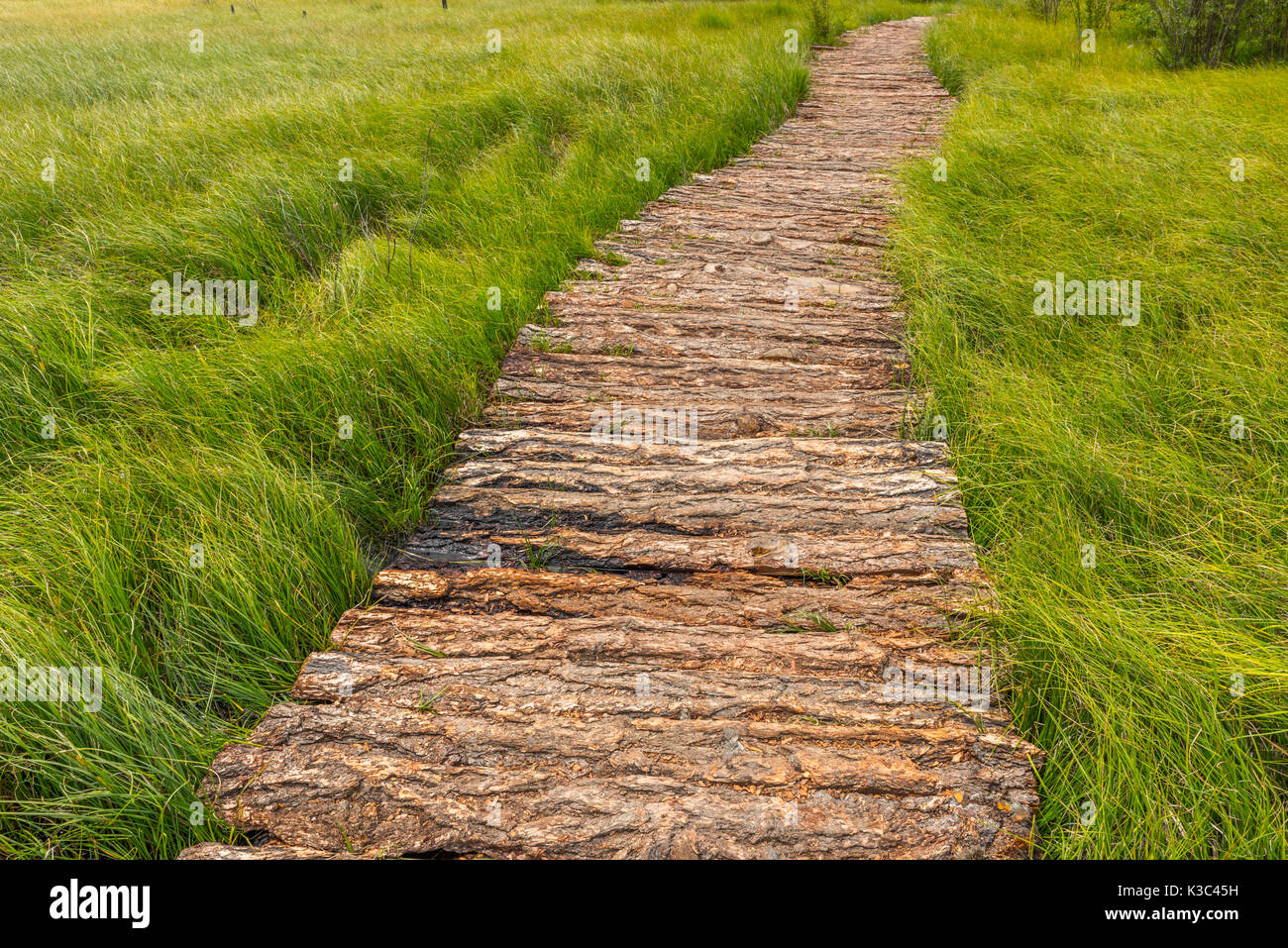 Walkway wooden bridge through swamp hi-res stock photography and images ...