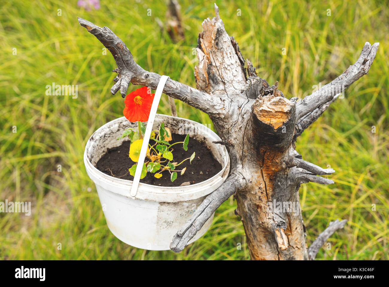 Bucket knot hi-res stock photography and images - Alamy