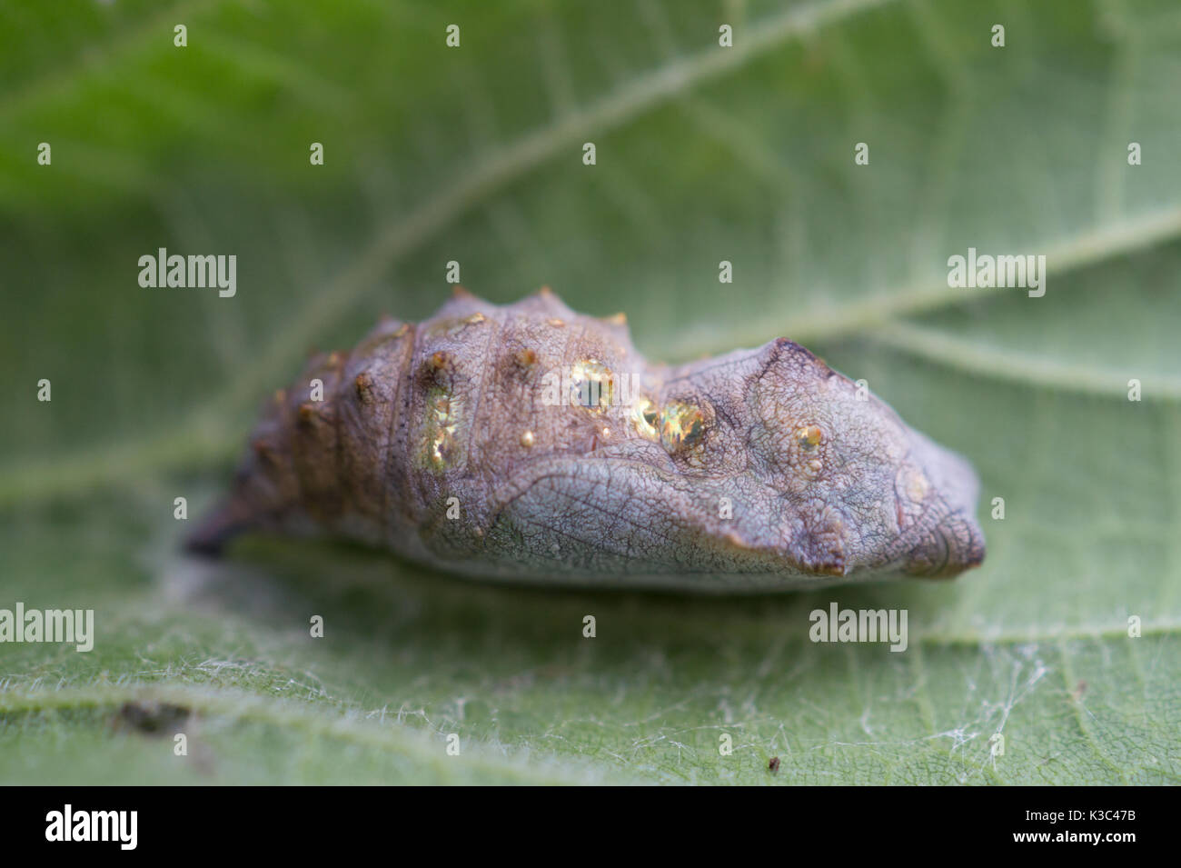 Butterfly Chrysalis High Resolution Stock Photography and Images - Alamy