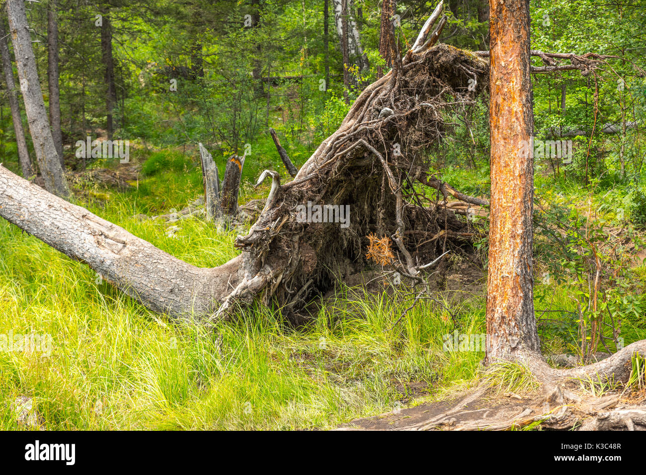 Altai trees hi-res stock photography and images - Alamy