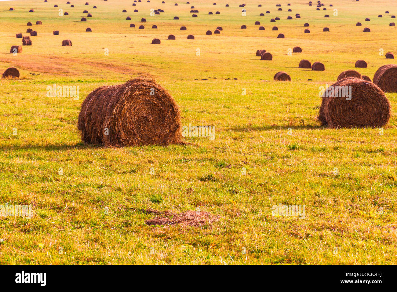 Autumn landscape with fields and dry grass (hay) in swaths (windrows ...