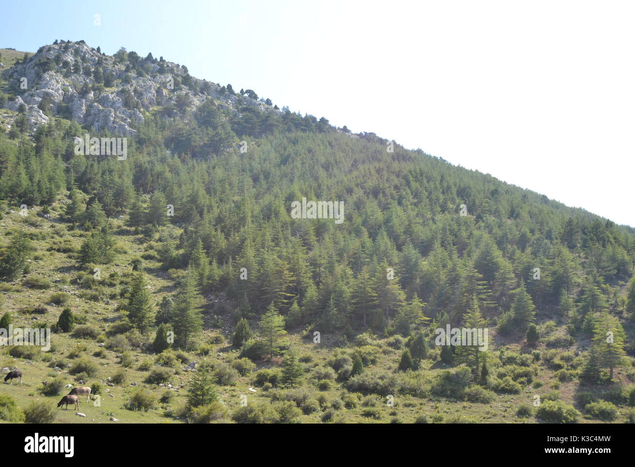 Trees and Mountain, Sky, Tree, Cloud Stock Photo - Alamy