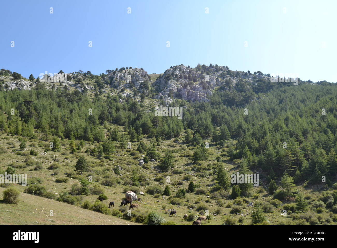 Trees and Mountain, Sky, Tree, Cloud Stock Photo - Alamy