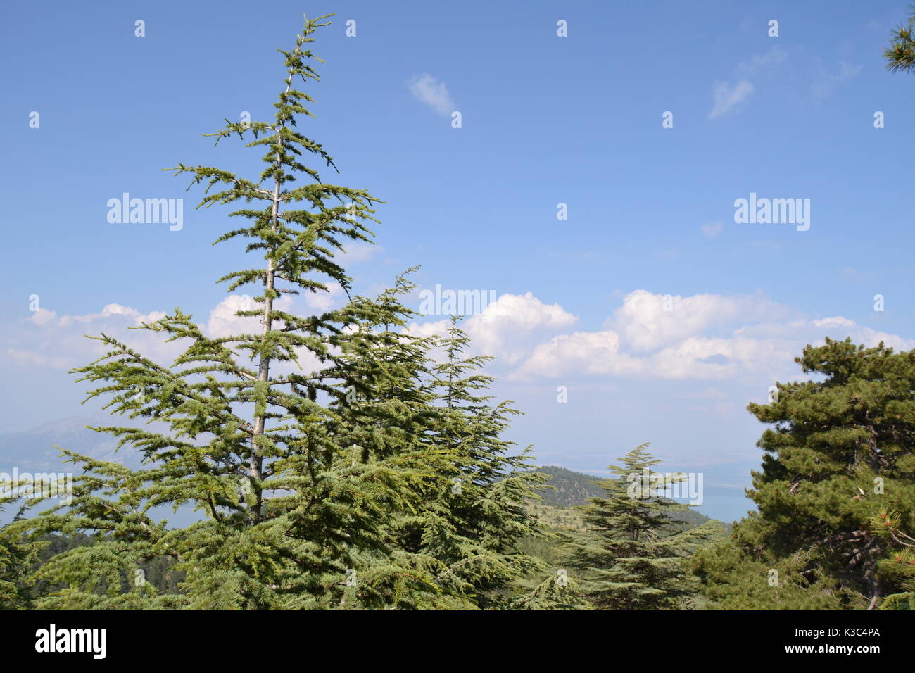 Trees and Mountain, Sky, Tree, Cloud Stock Photo - Alamy
