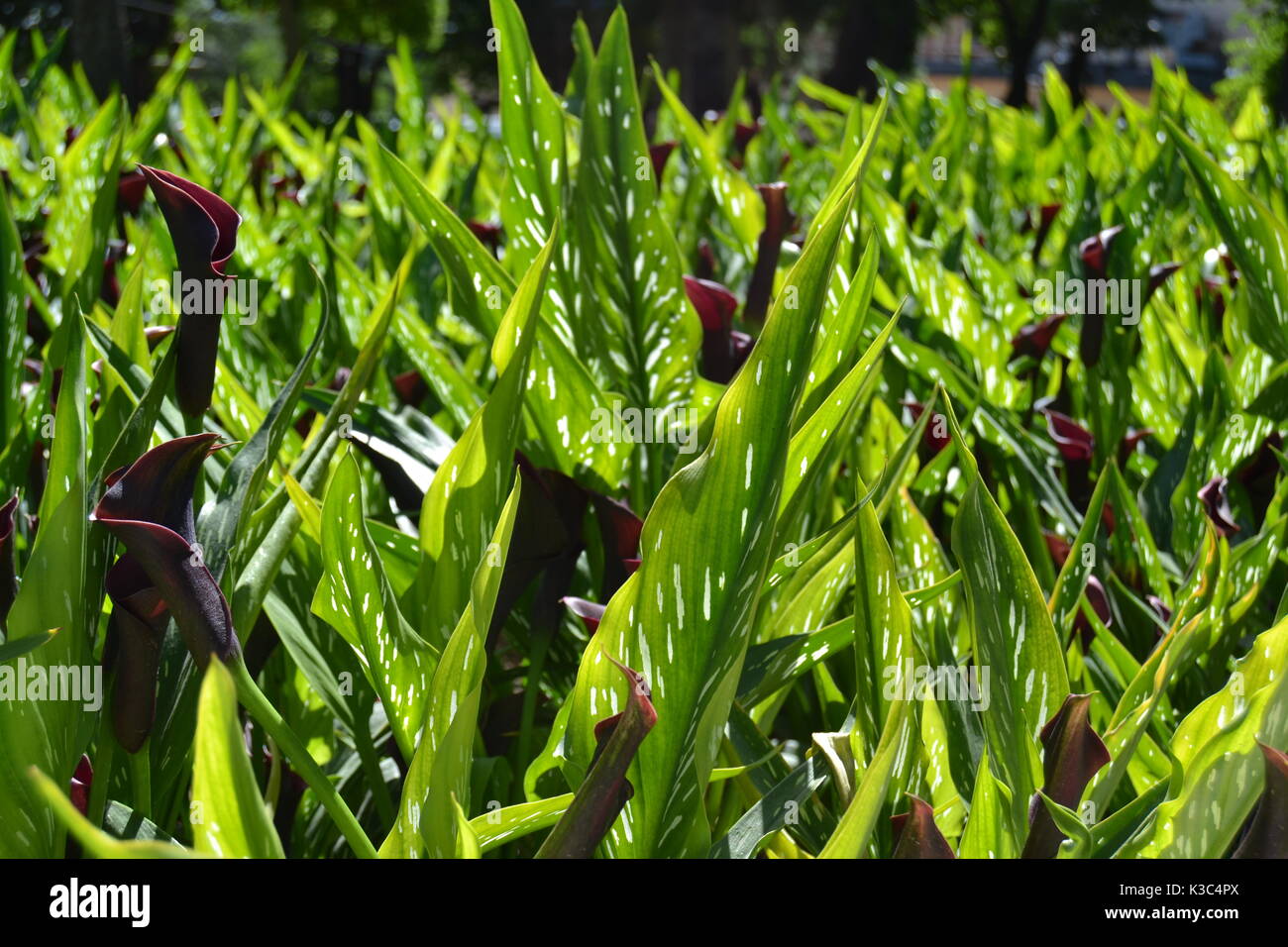 Plant cone hi-res stock photography and images - Alamy
