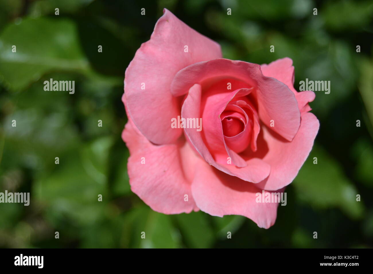 Red rose and pink rose hi-res stock photography and images - Alamy