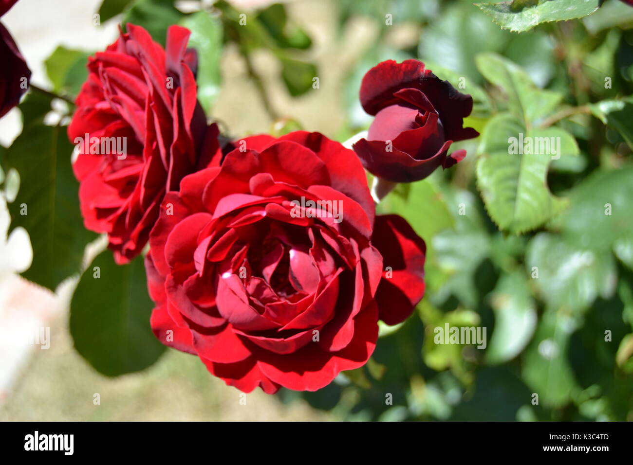 Pink rose and red rose hi-res stock photography and images - Alamy