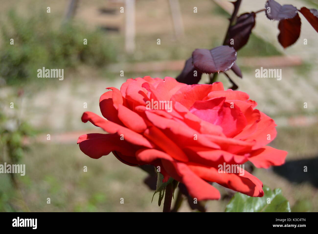 Pink rose and red rose hi-res stock photography and images - Alamy