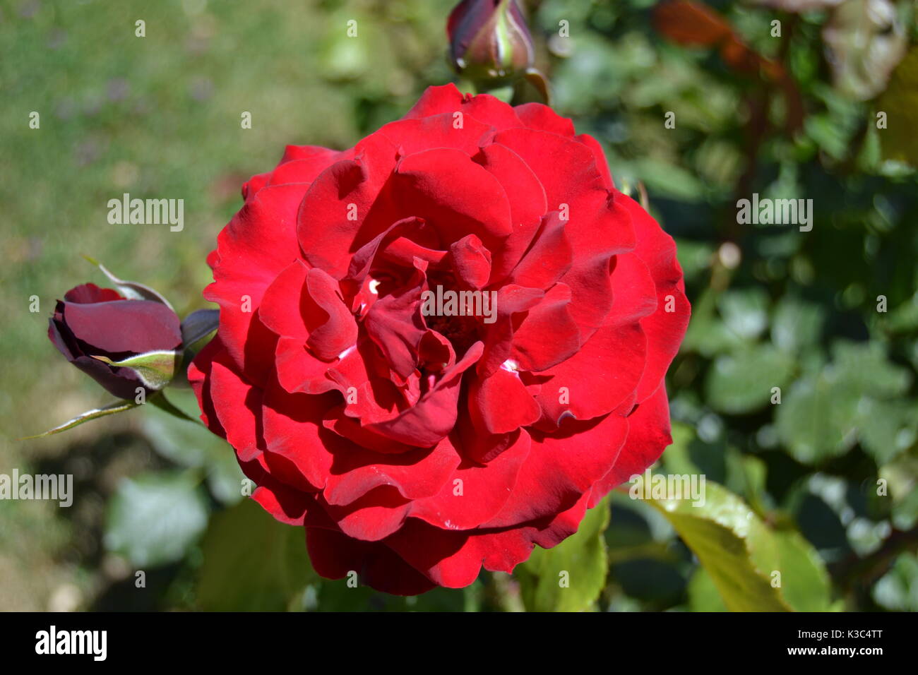 Pink rose and red rose hi-res stock photography and images - Alamy