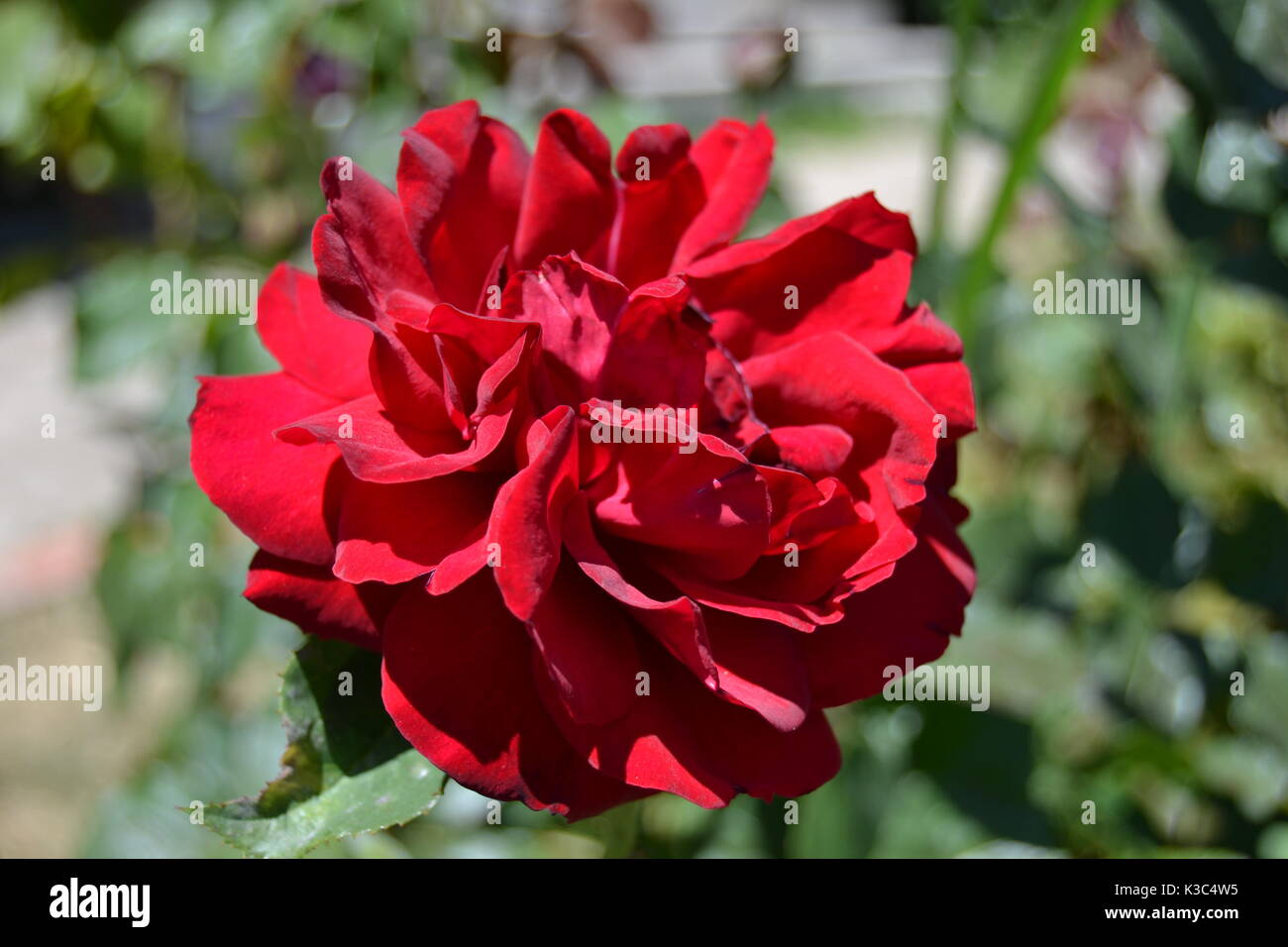 Pink rose and red rose hi-res stock photography and images - Alamy