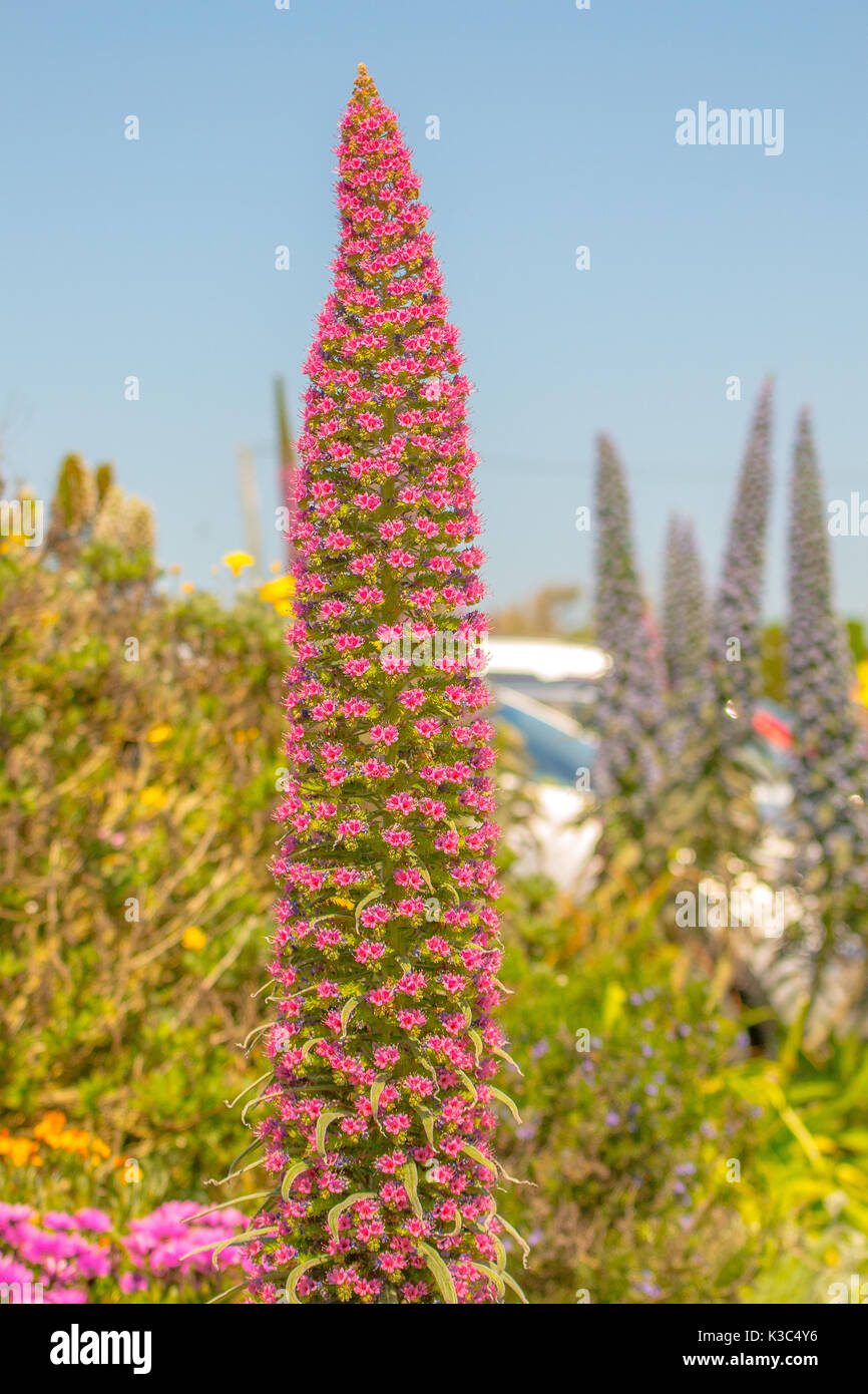 Pride of Madeira flower in pink and in full bloom Stock Photo - Alamy