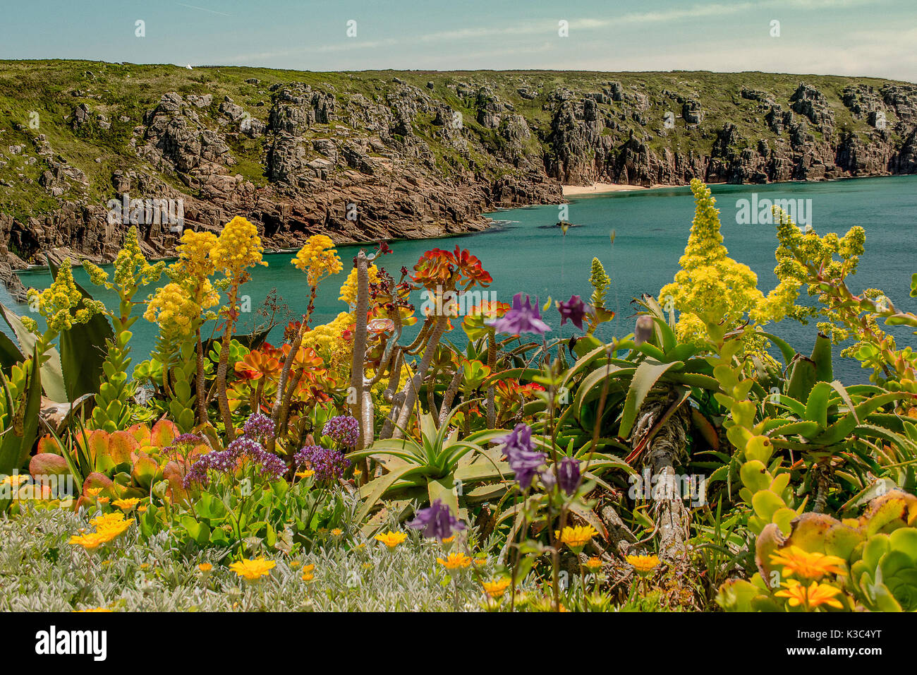 subtropical and wild flowers at porthcurno beach in summer Stock Photo ...