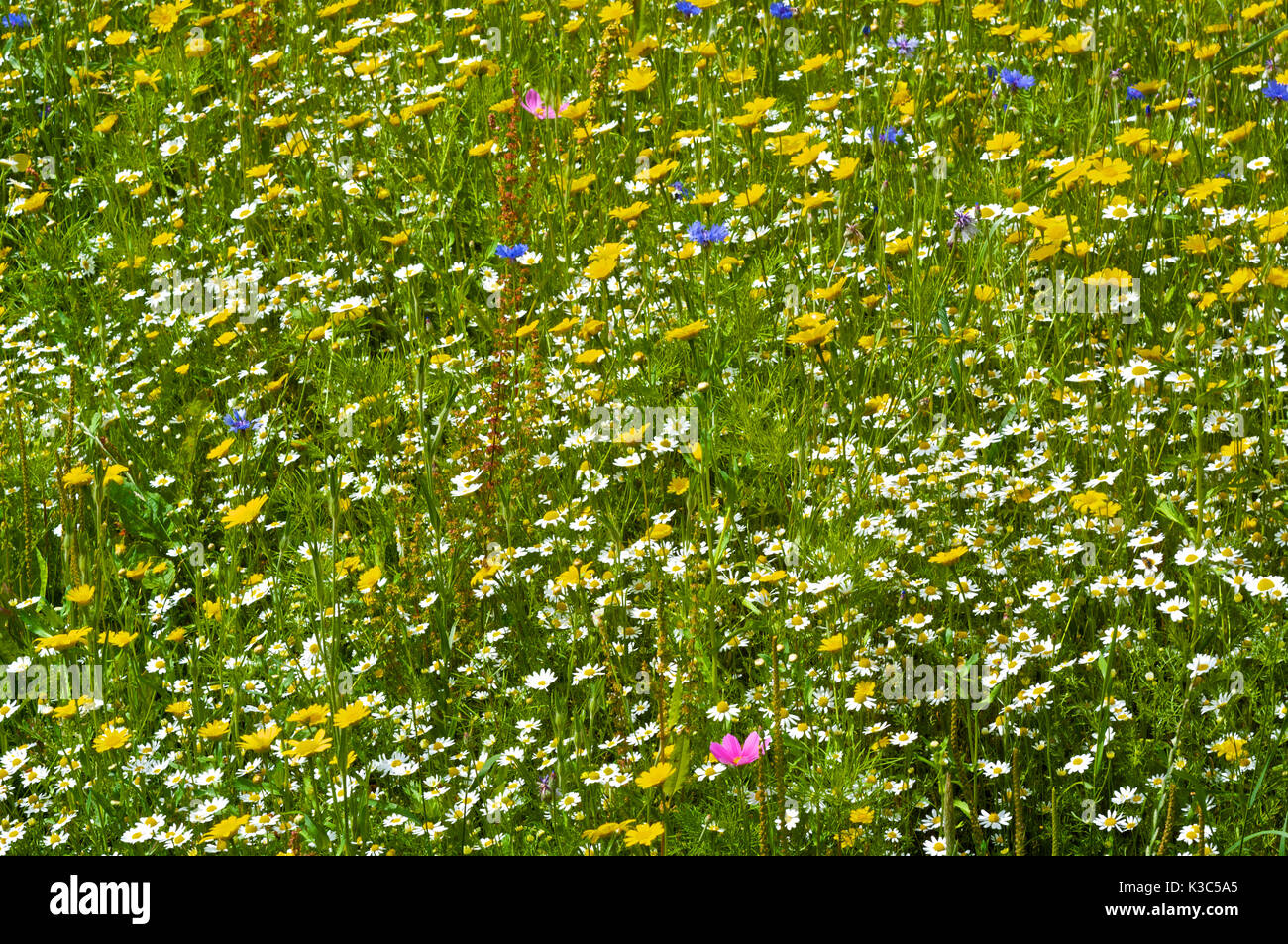 Wildflowers in meadow Stock Photo - Alamy