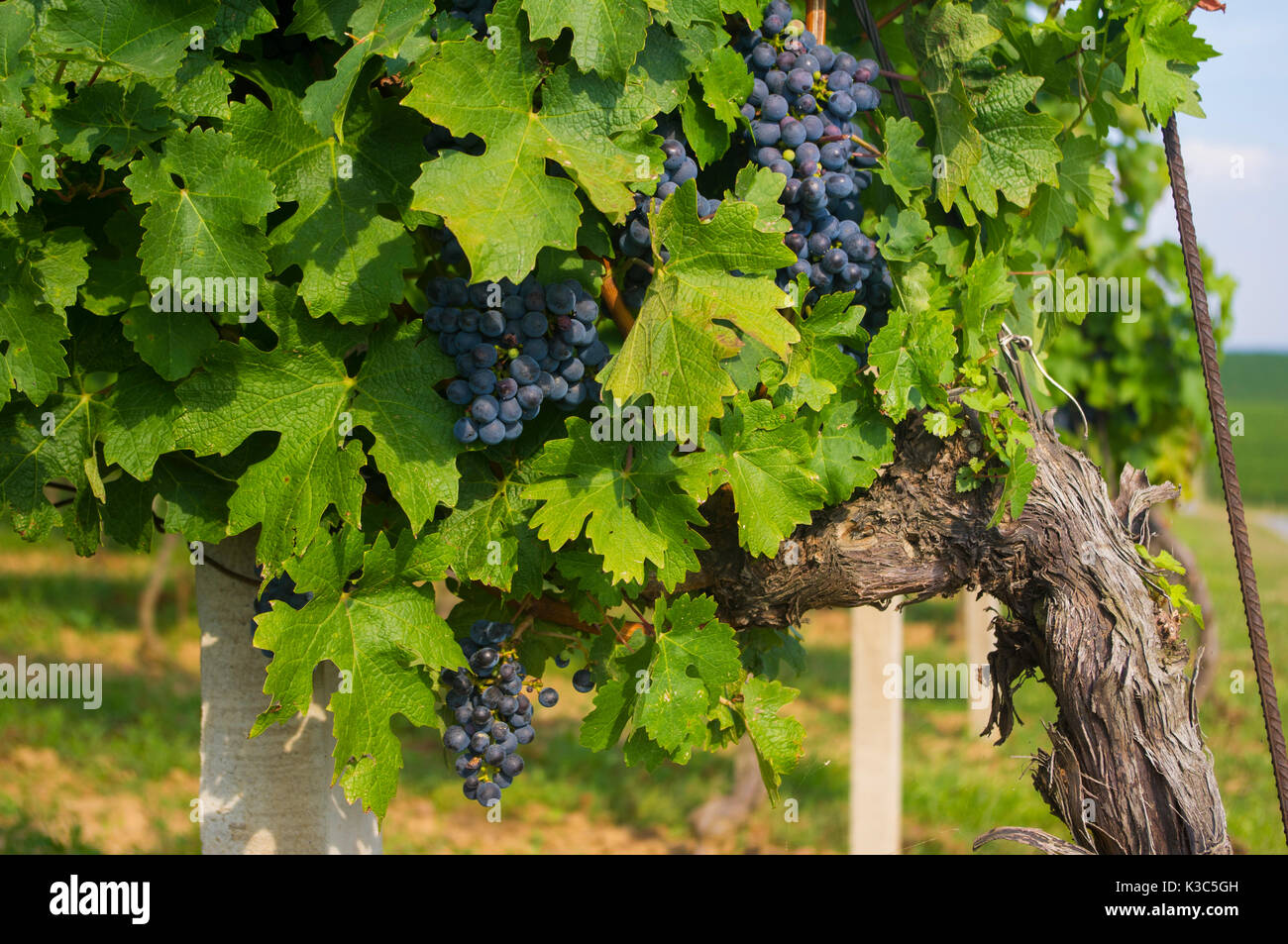 Baranja vineyard hi-res stock photography and images - Alamy