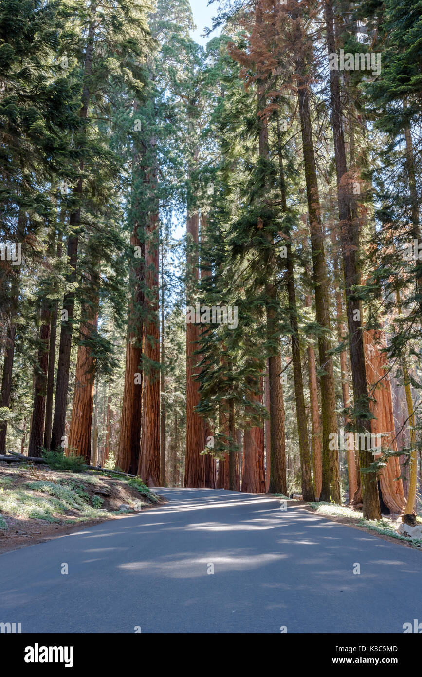 Giant Sequoias Tower Over Road and cast shadows Stock Photo - Alamy