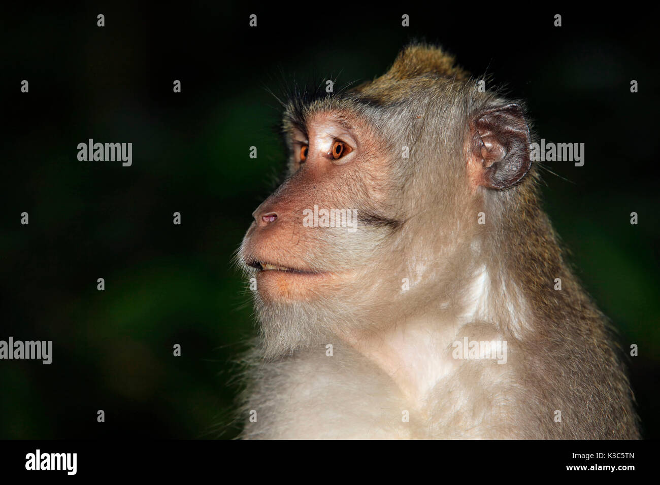 Grimace asia hi-res stock photography and images - Alamy
