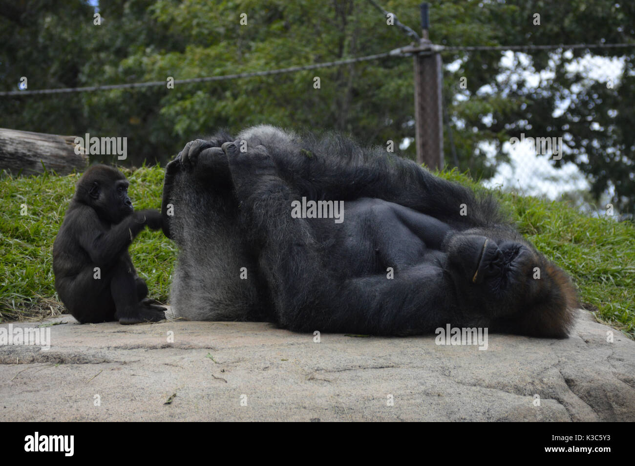 Young male western lowland gorilla gorilla gorilla gorilla hi-res stock ...