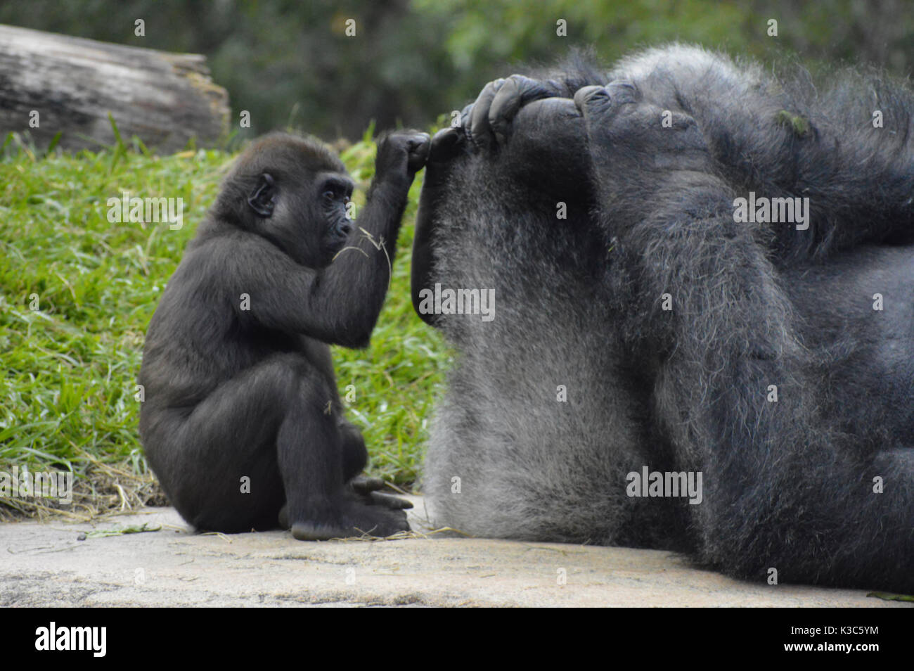 Father and daughter gorilla in the outdoors Stock Photo - Alamy