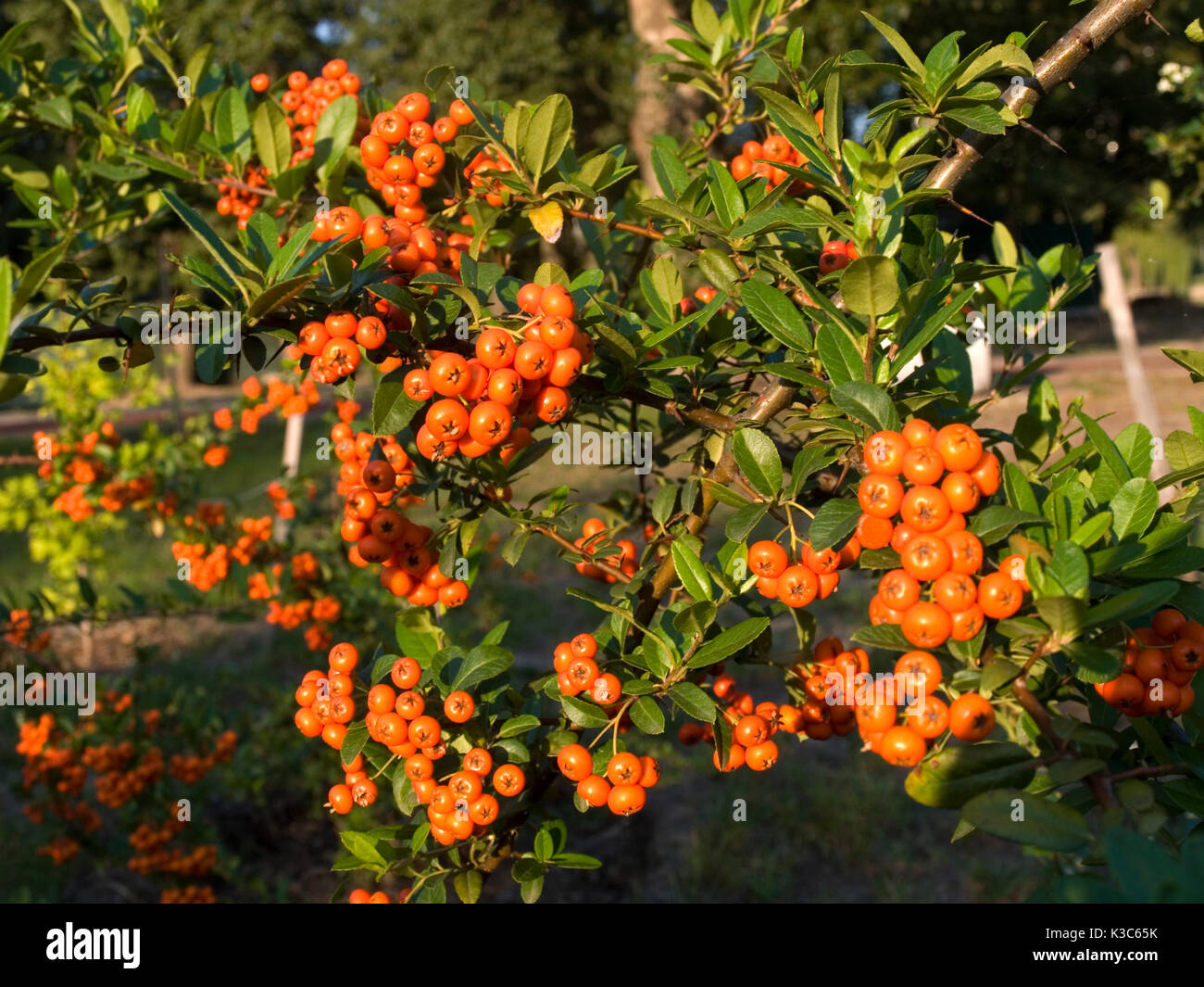 Pyracantha bush hi-res stock photography and images - Alamy