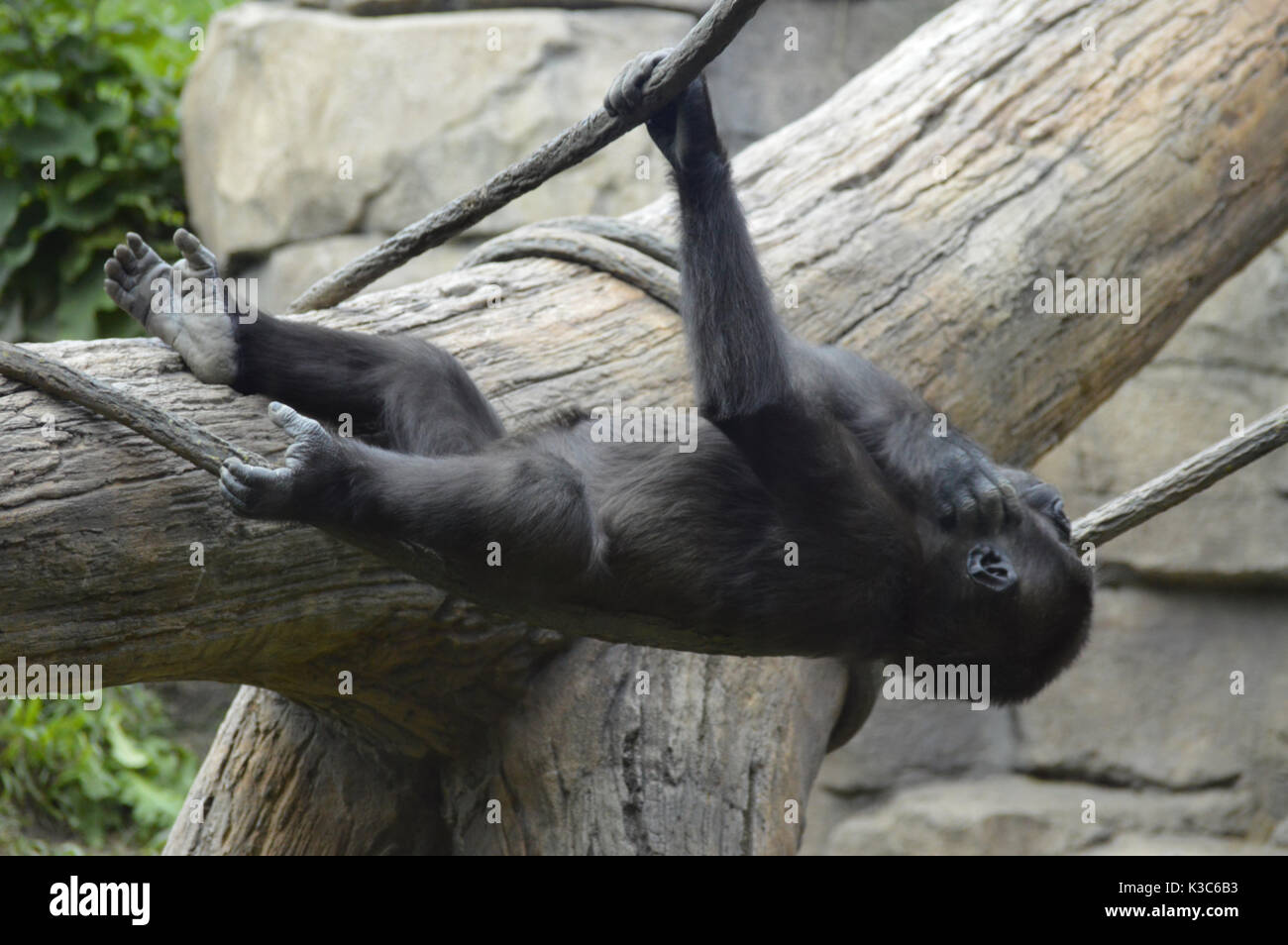 Gorilla nature hi-res stock photography and images - Alamy