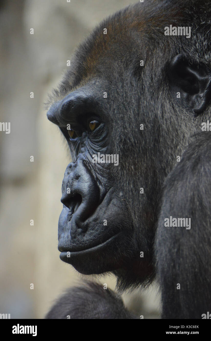Gorilla nature hi-res stock photography and images - Alamy