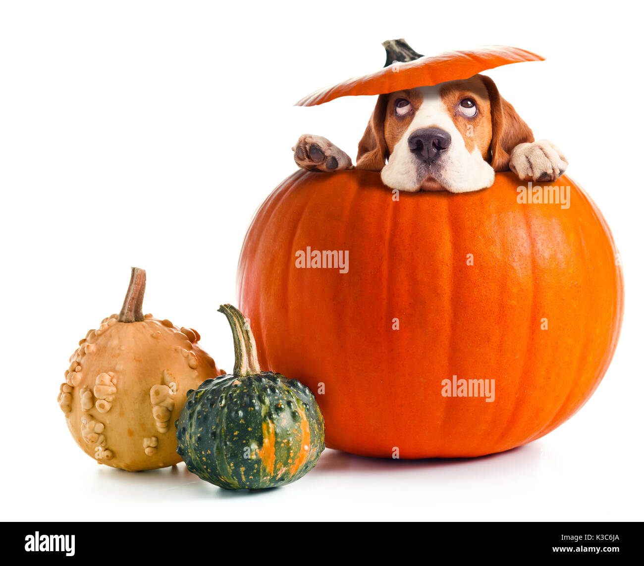 Dog eating pumpkin Cut Out Stock Images & Pictures - Alamy