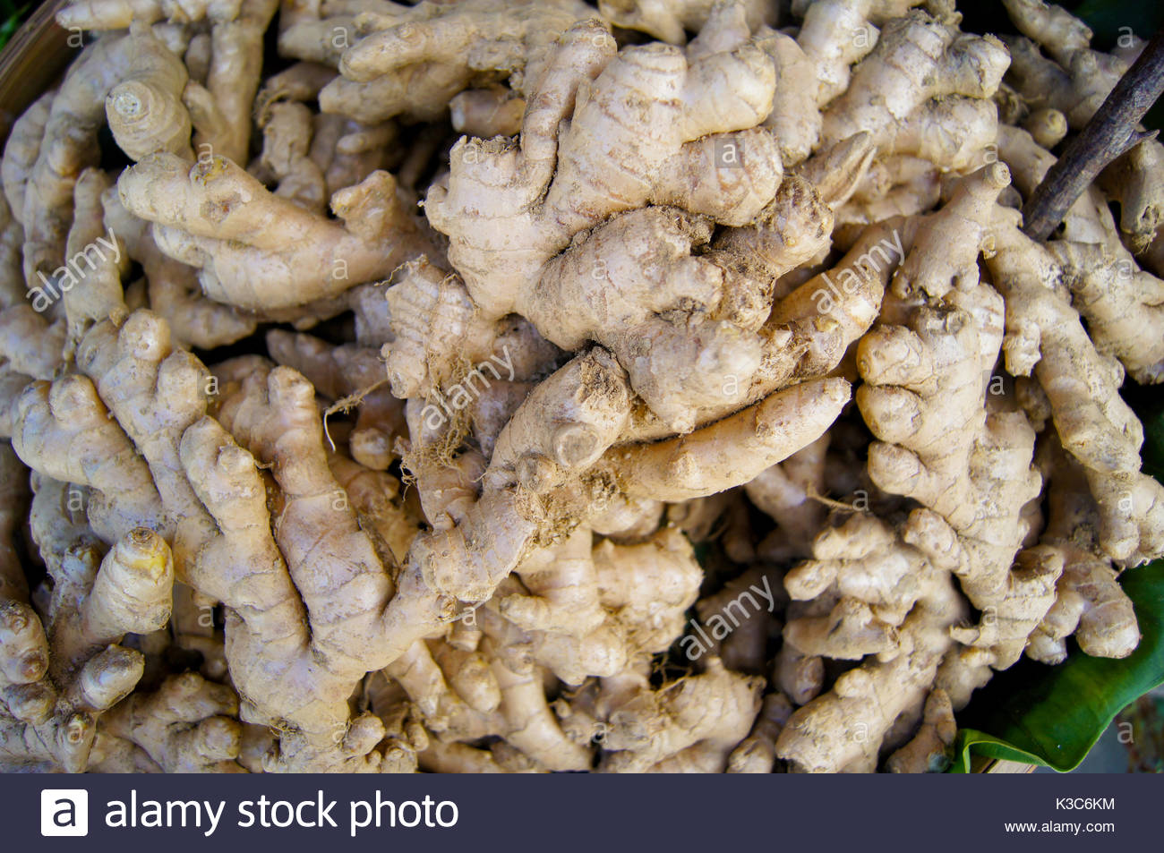Zingiber Officinale Plant Stock Photos & Zingiber Officinale Plant ...