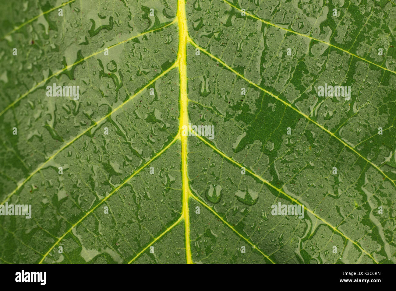 Walnut Dew High Resolution Stock Photography and Images - Alamy