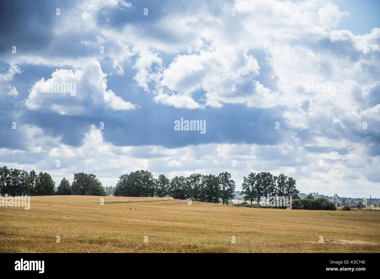 A beautiful country landscape with a wheat fields stretching into ...