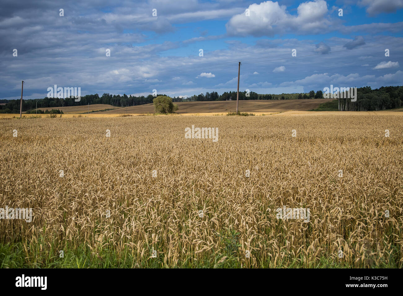 A beautiful country landscape with a wheat fields stretching into ...