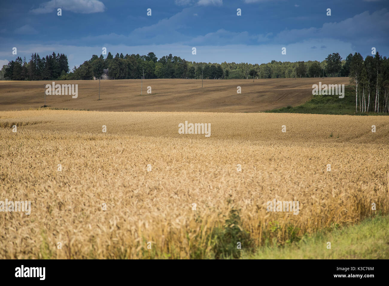 A beautiful country landscape with a wheat fields stretching into ...
