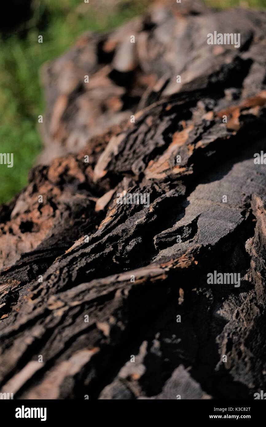 tree trunk texture Stock Photo - Alamy