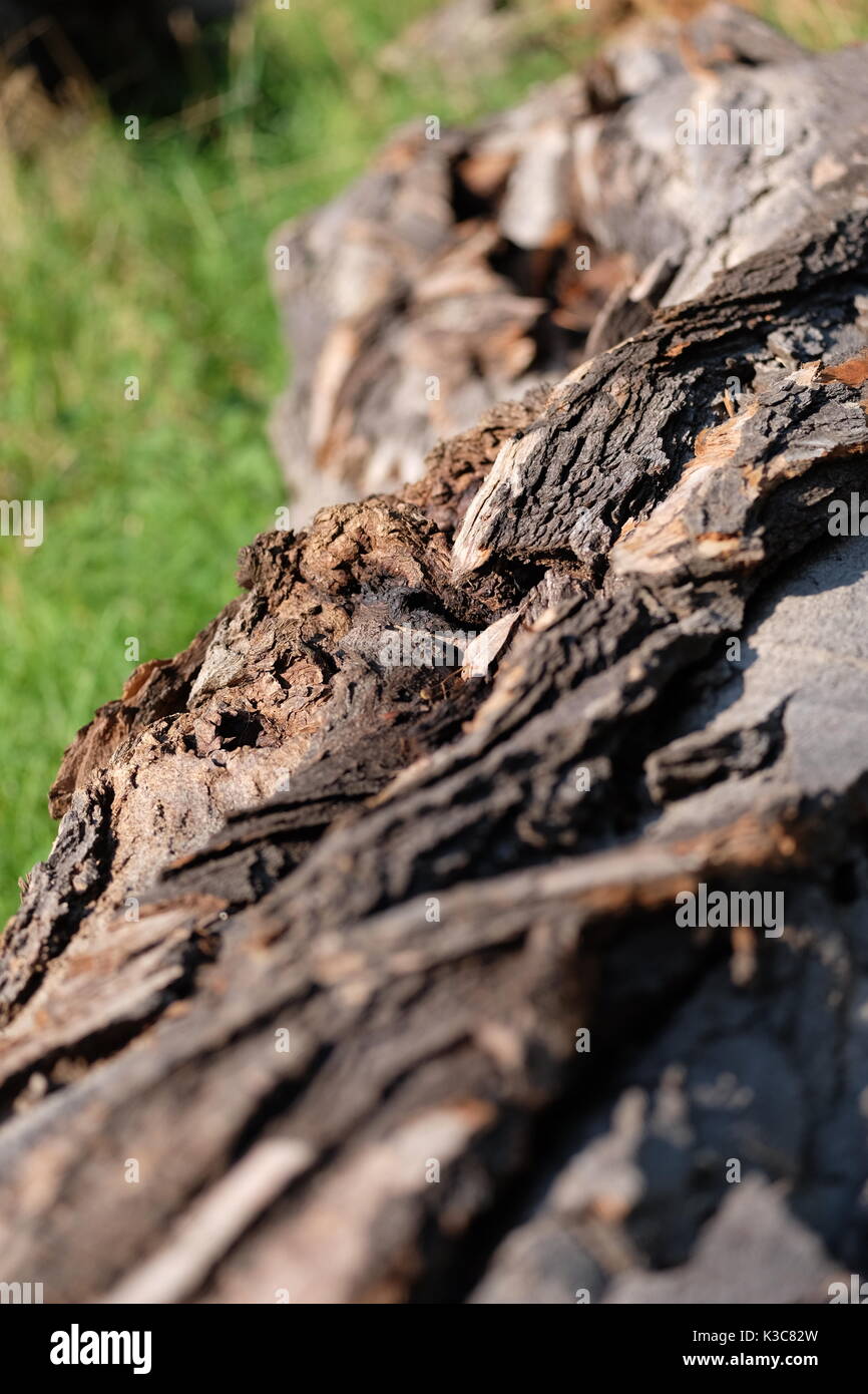 tree trunk texture Stock Photo - Alamy