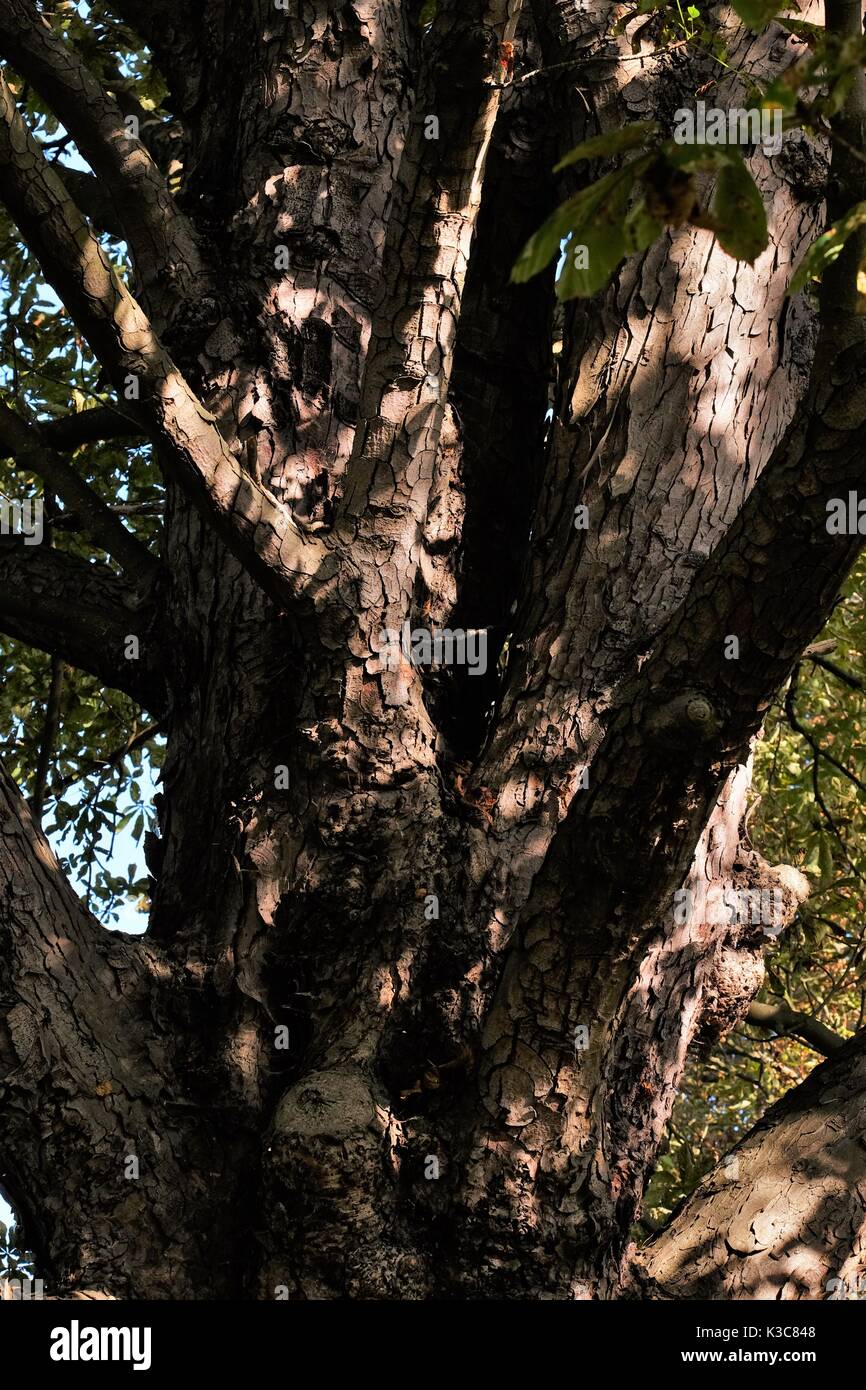 tree trunk texture Stock Photo - Alamy
