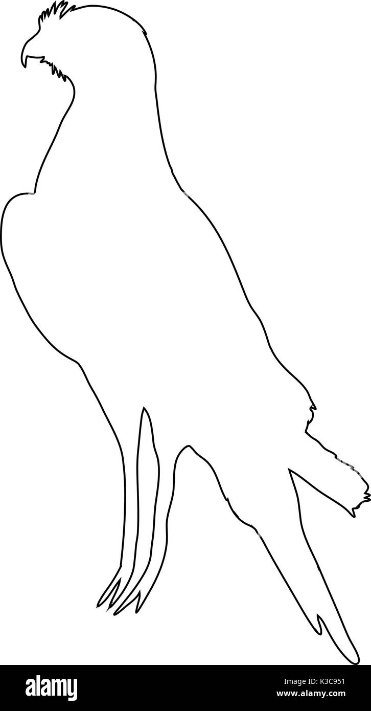 Outline of an african Chanting Goshawk Stock Vector Image & Art - Alamy