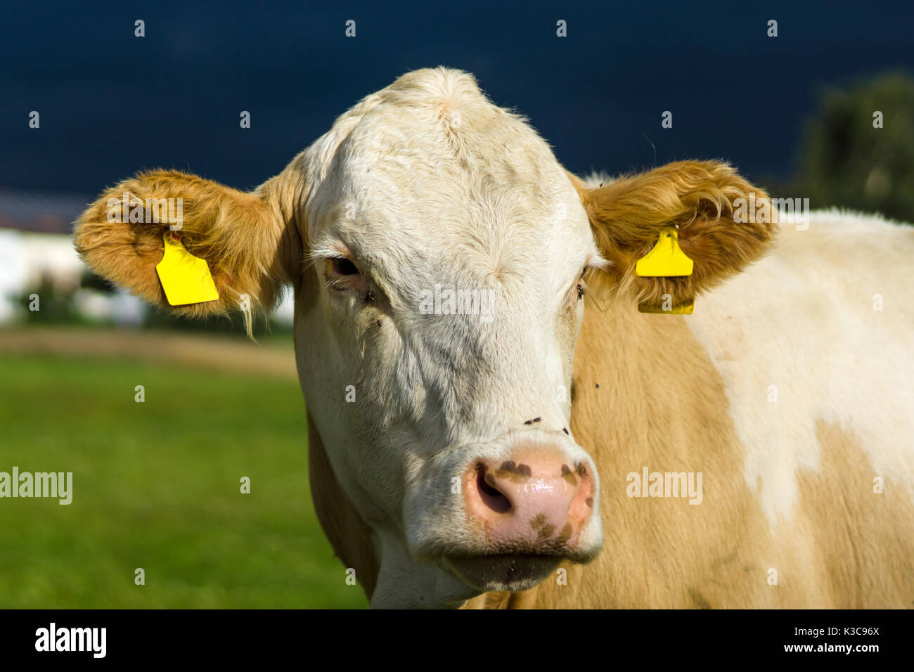The head of a cow is close-up Stock Photo - Alamy