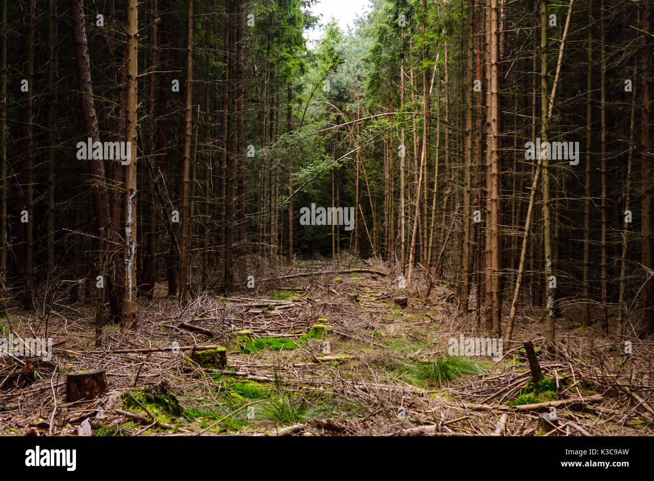 Fallen trees in a dense forest. Cleaning of the forest Stock Photo - Alamy