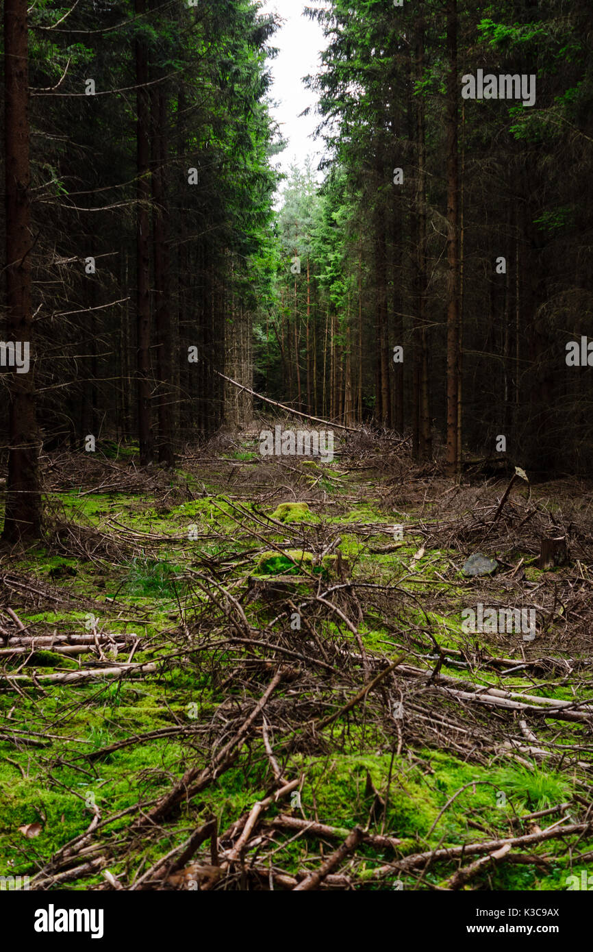 Fallen trees in a dense forest. Cleaning of the forest Stock Photo - Alamy