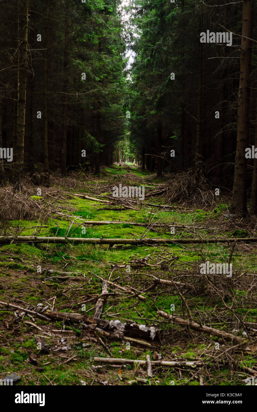 Fallen trees in a dense forest. Cleaning of the forest Stock Photo - Alamy