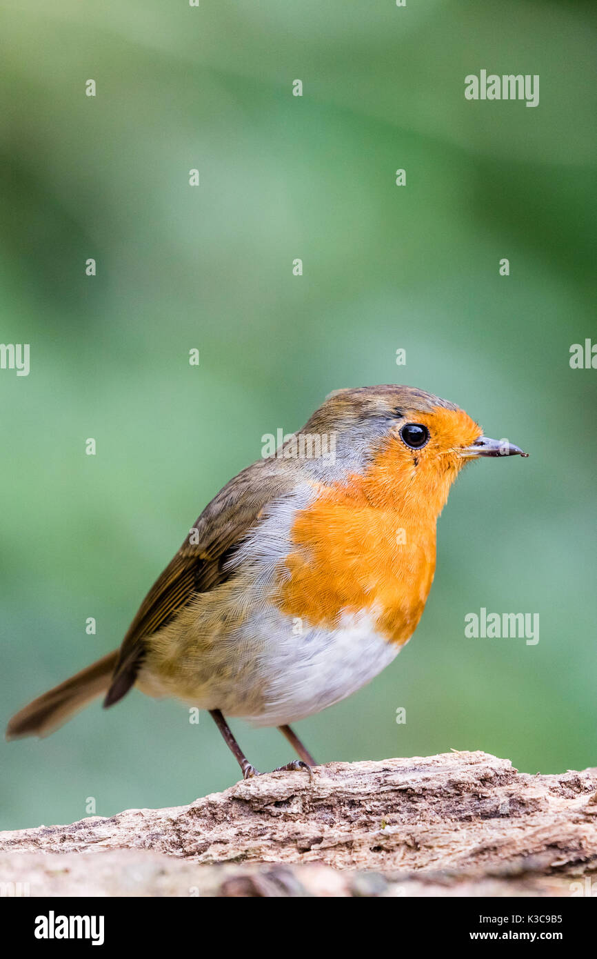 Robin summer hi-res stock photography and images - Alamy