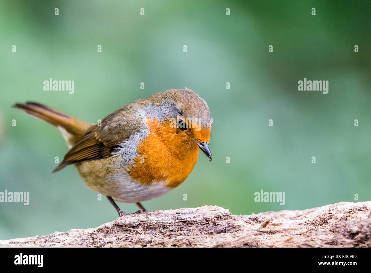 Robin summer hi-res stock photography and images - Alamy