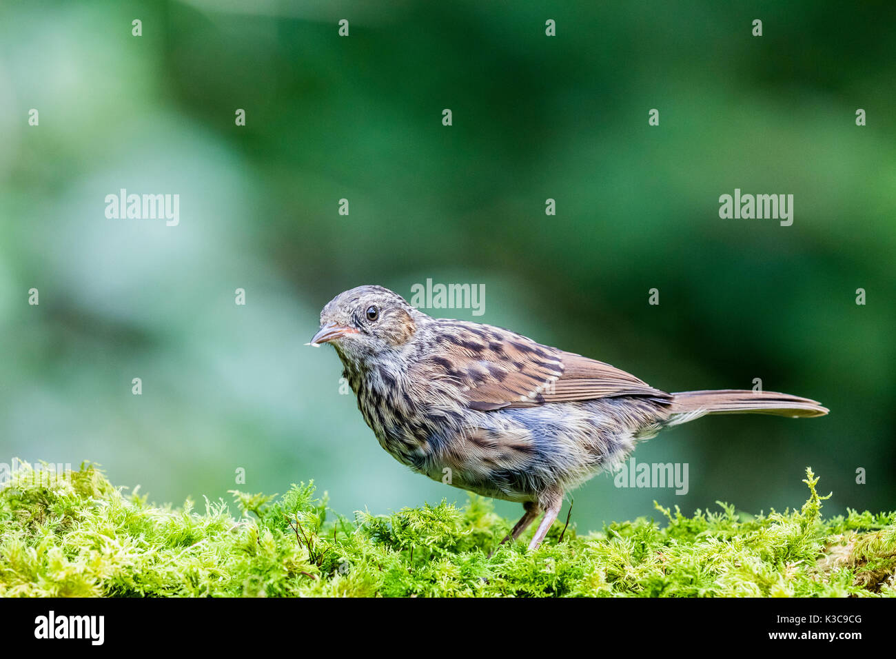 Juvenile dunnock hi-res stock photography and images - Alamy