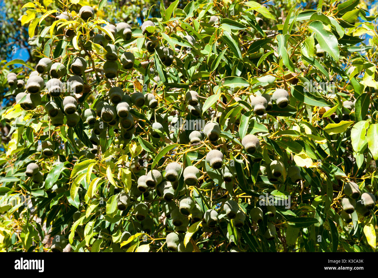 Corymbia calophylla hi-res stock photography and images - Alamy