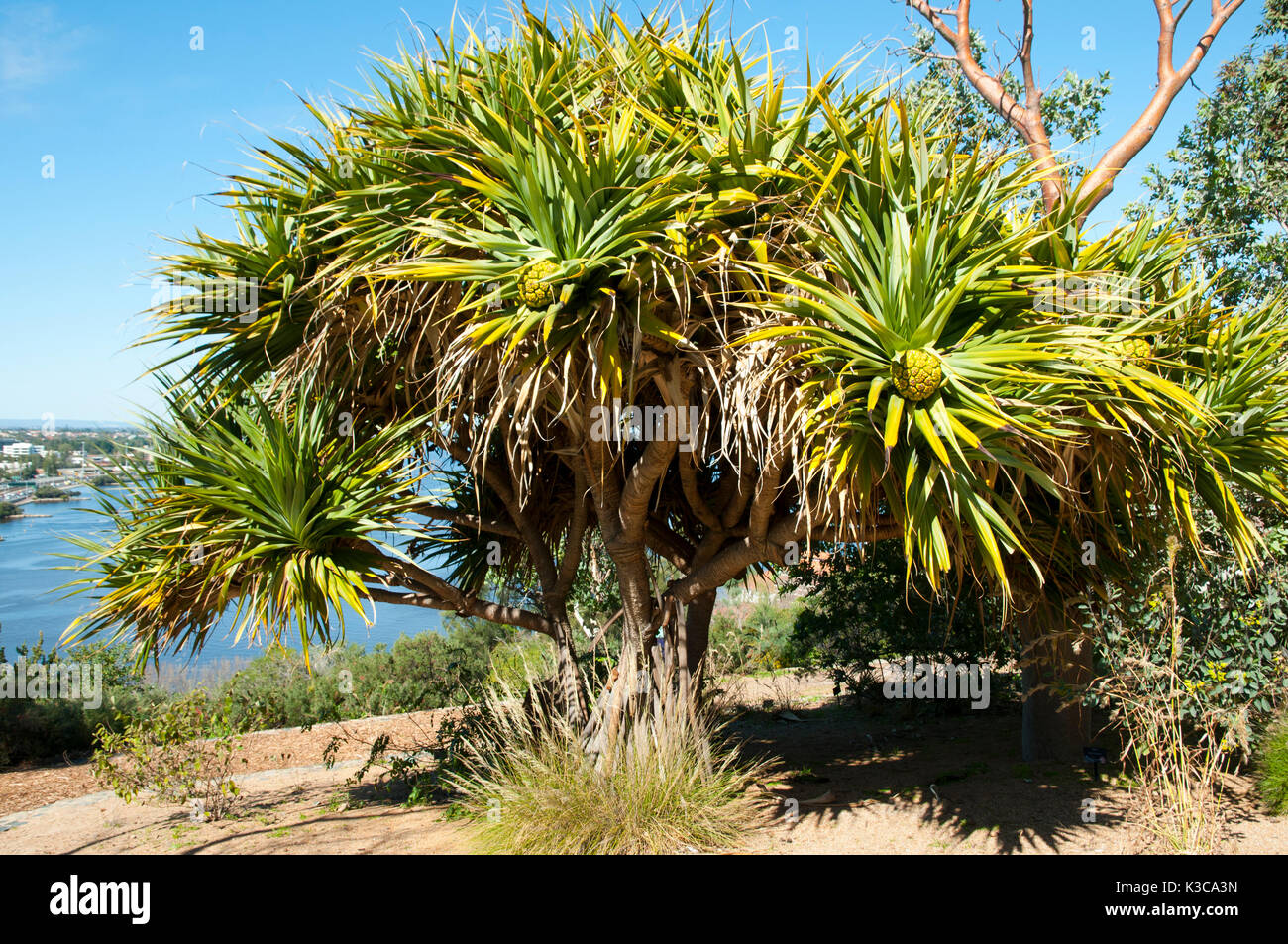 Monocot tree hi-res stock photography and images - Alamy