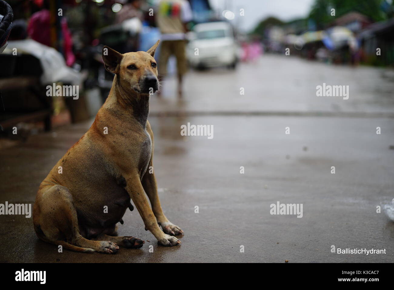 streets of Myanmar Stock Photo - Alamy