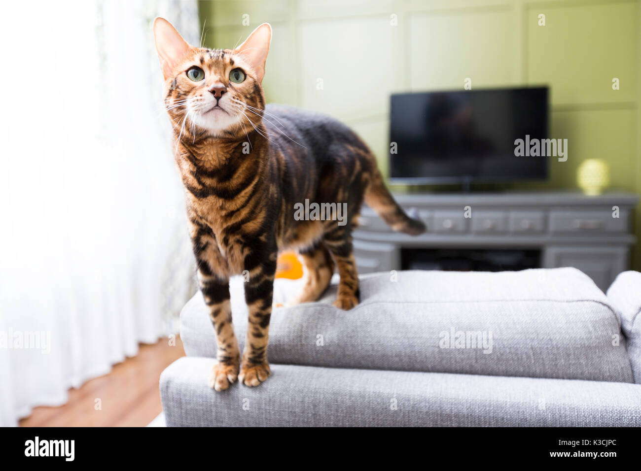 Cat in the living room on the couch Stock Photo - Alamy