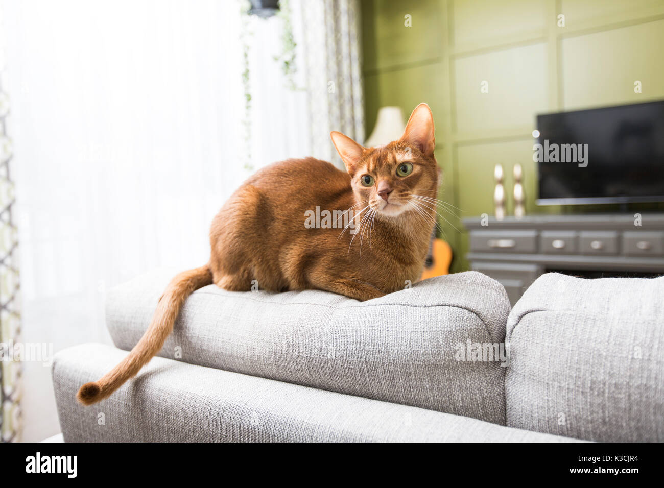 Cat in the living room on the couch Stock Photo - Alamy