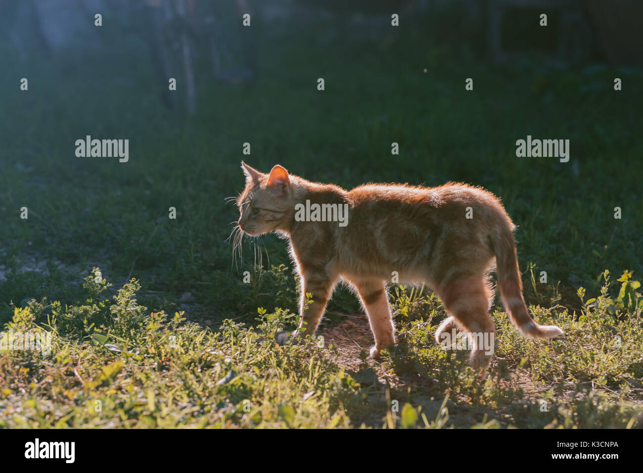 Stand domestic hi-res stock photography and images - Alamy