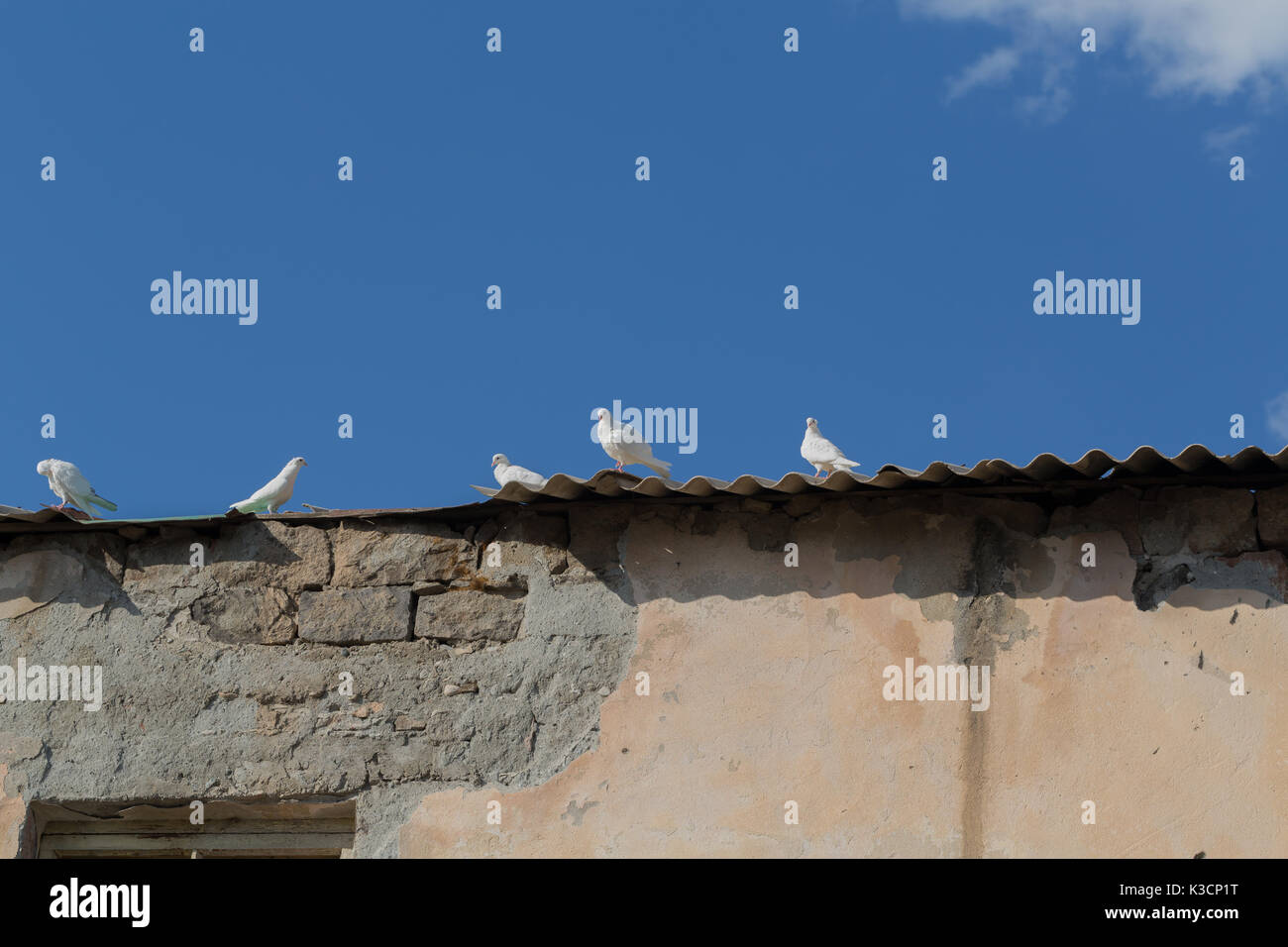 White doves on the roof Stock Photo - Alamy
