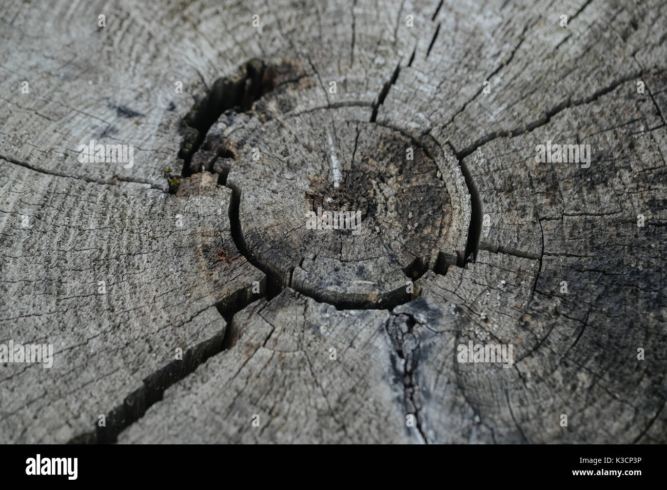 Top view of a old tree stump Stock Photo - Alamy